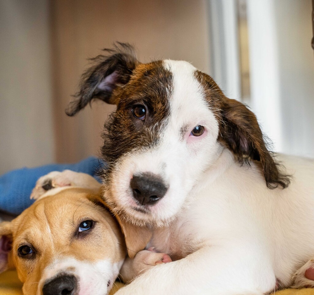 Kimba - Medium Male Irish Wolfhound x Jack Russell Terrier Mix Dog in ...