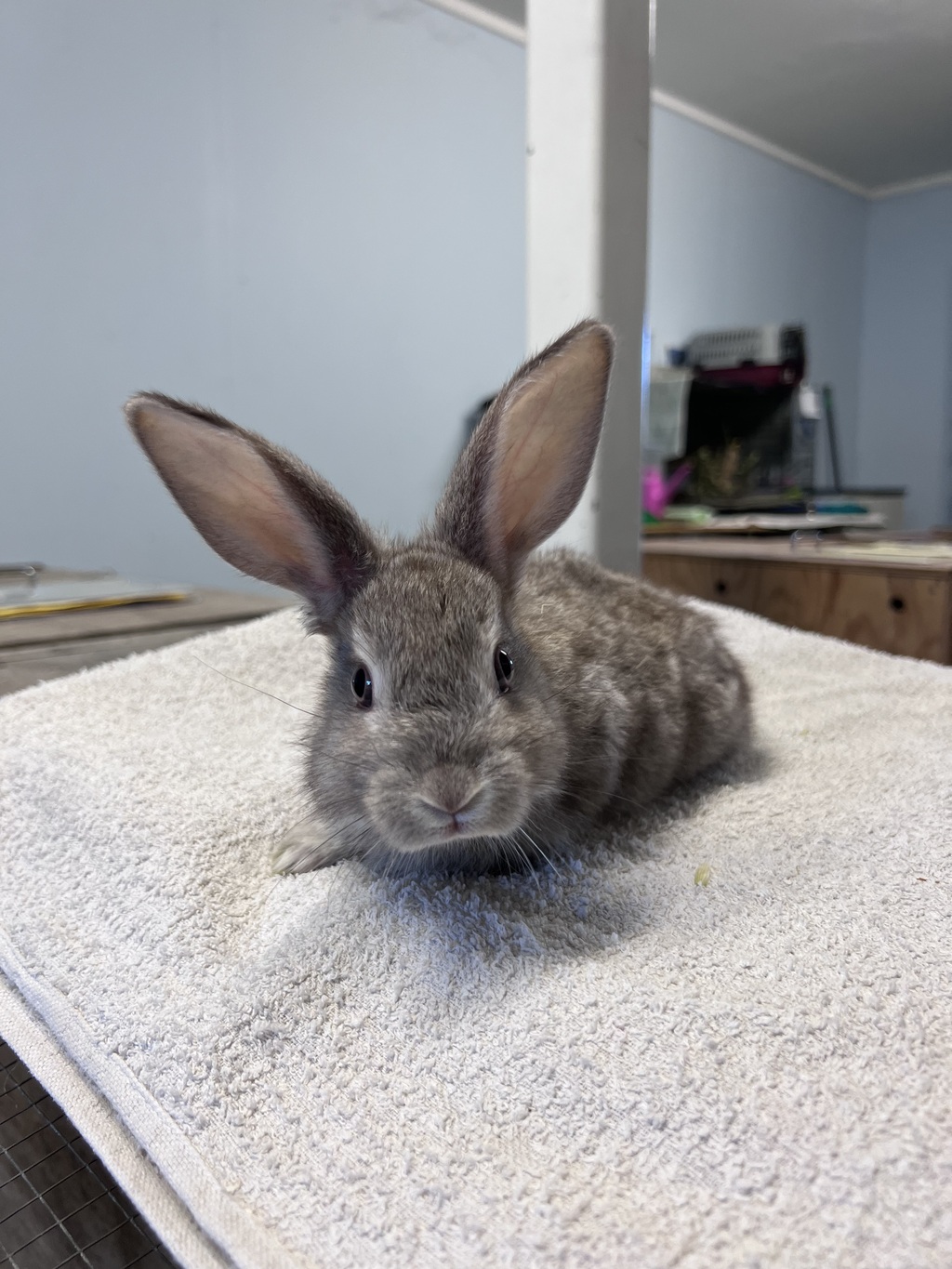 Mushroom - Female Dsh Mix Rabbit in WA - PetRescue