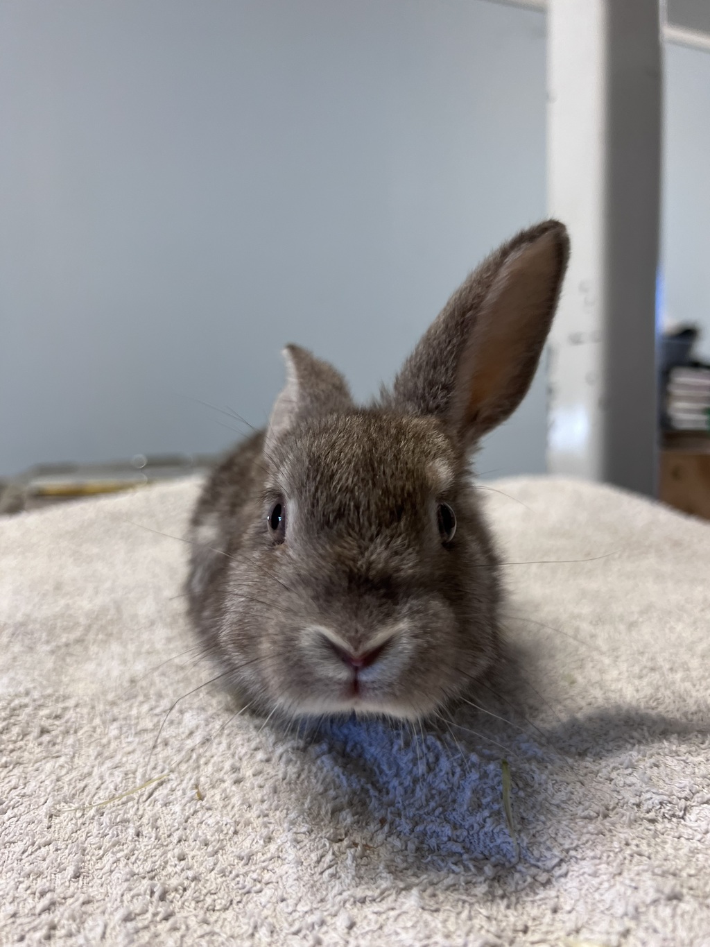 Slinky Malinki - Male Dsh Mix Rabbit in WA - PetRescue