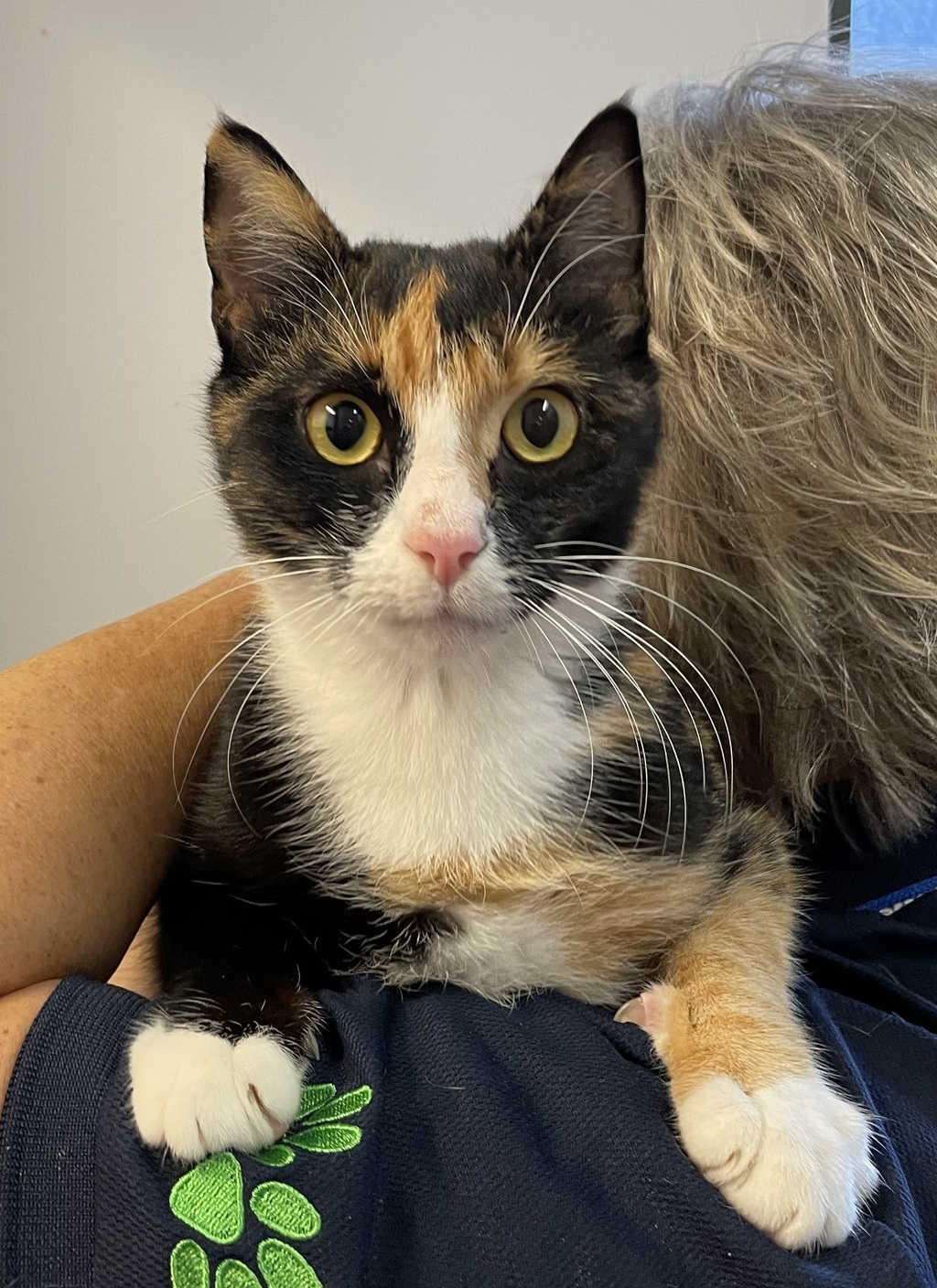 Tigerlily - Female Domestic Short Hair Mix Cat in QLD - PetRescue