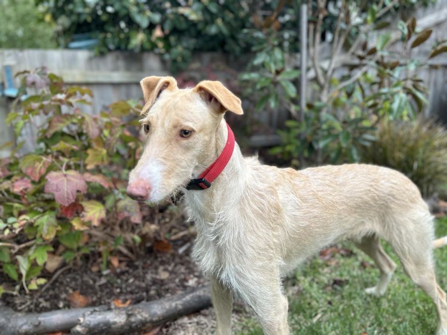 Bondi - Large Male Staghound x Wolfhound Mix Dog in VIC - PetRescue