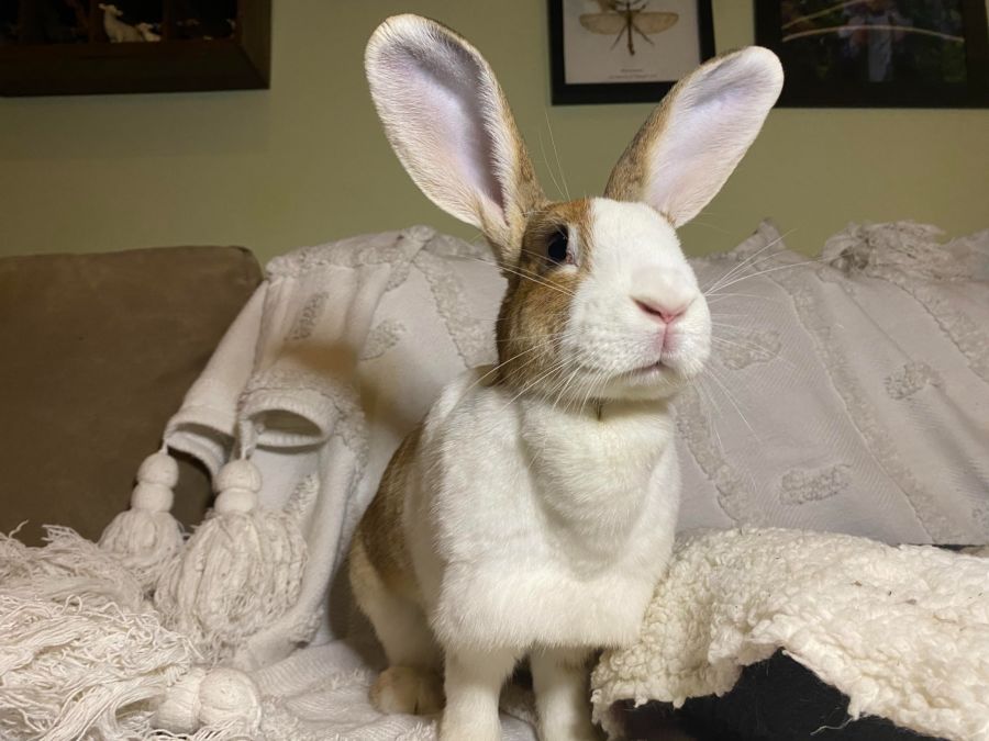 Big Suze - Female Flemish Giant Mix Rabbit in VIC - PetRescue