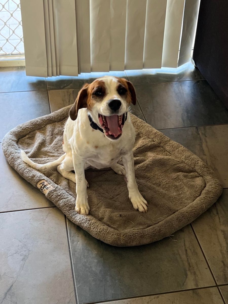 Radar - Medium Male Beagle x Boxer x Cross breed Dog in NSW - PetRescue