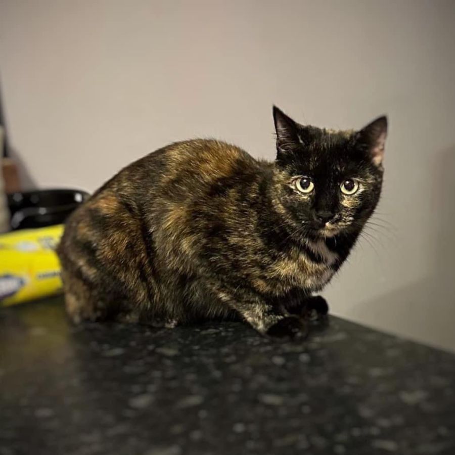 6583 - Leela - Female Domestic Short Hair Cat in WA - PetRescue