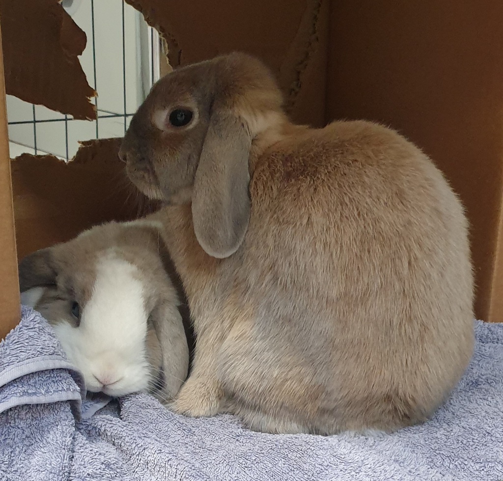 Dexter (bonded With De De) - Male Lop Eared Mix Rabbit in VIC - PetRescue