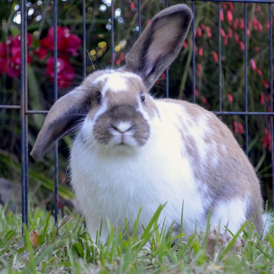 Cinnabun - Female Dwarf lop Mix Rabbit in NSW - PetRescue