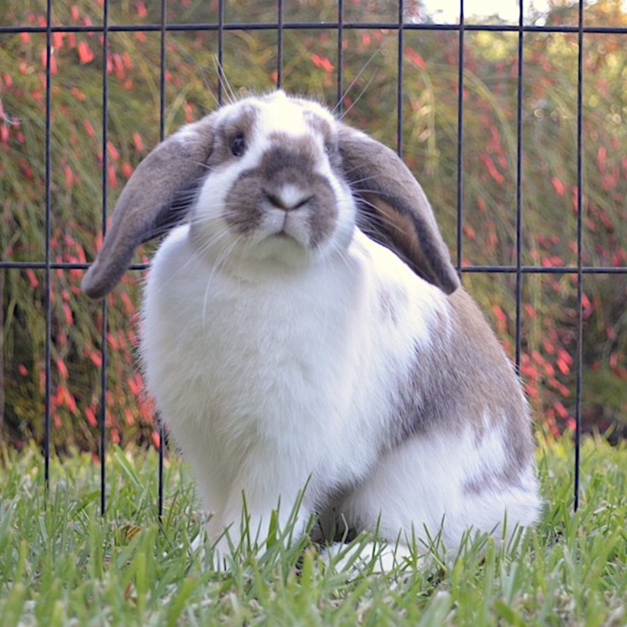 Clover - Female Dwarf lop Mix Rabbit in NSW - PetRescue