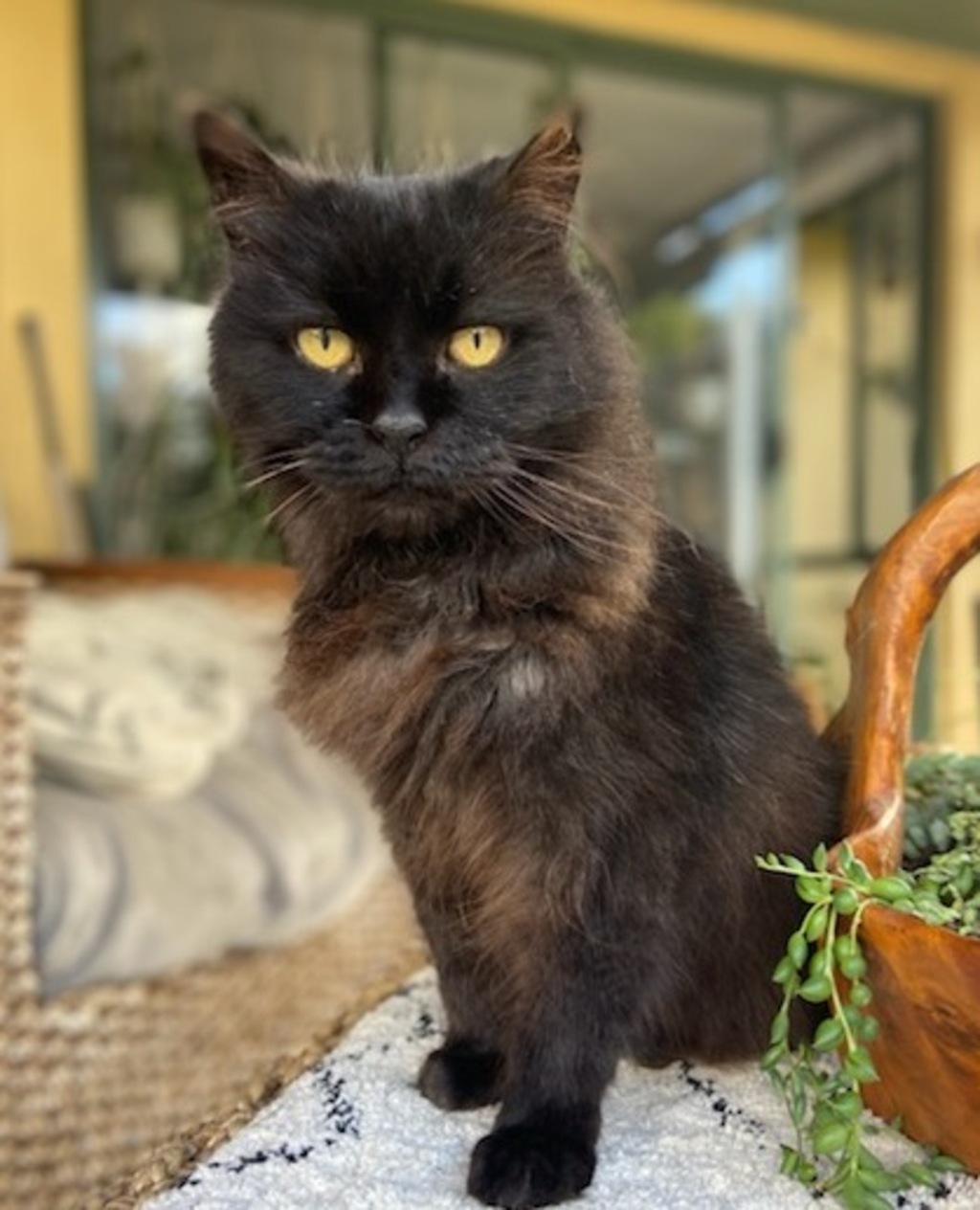 Sir Reginald - Male Domestic Medium Hair Cat in VIC - PetRescue