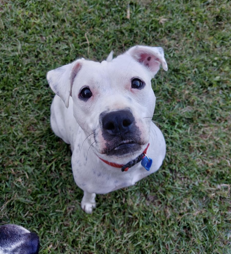 Suki *$150 adoption fee* - Large Female Staffordshire Bull Terrier Mix ...