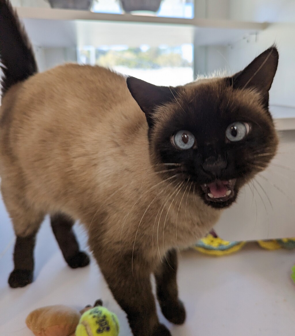 Lily - Female Tonkinese Mix Cat in QLD - PetRescue
