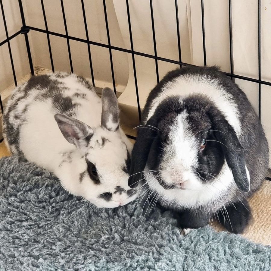 Luigi and Lottie - Male Rabbit in NSW - PetRescue