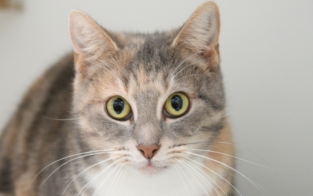 Pudding - Female Domestic Short Hair Mix Cat in VIC - PetRescue