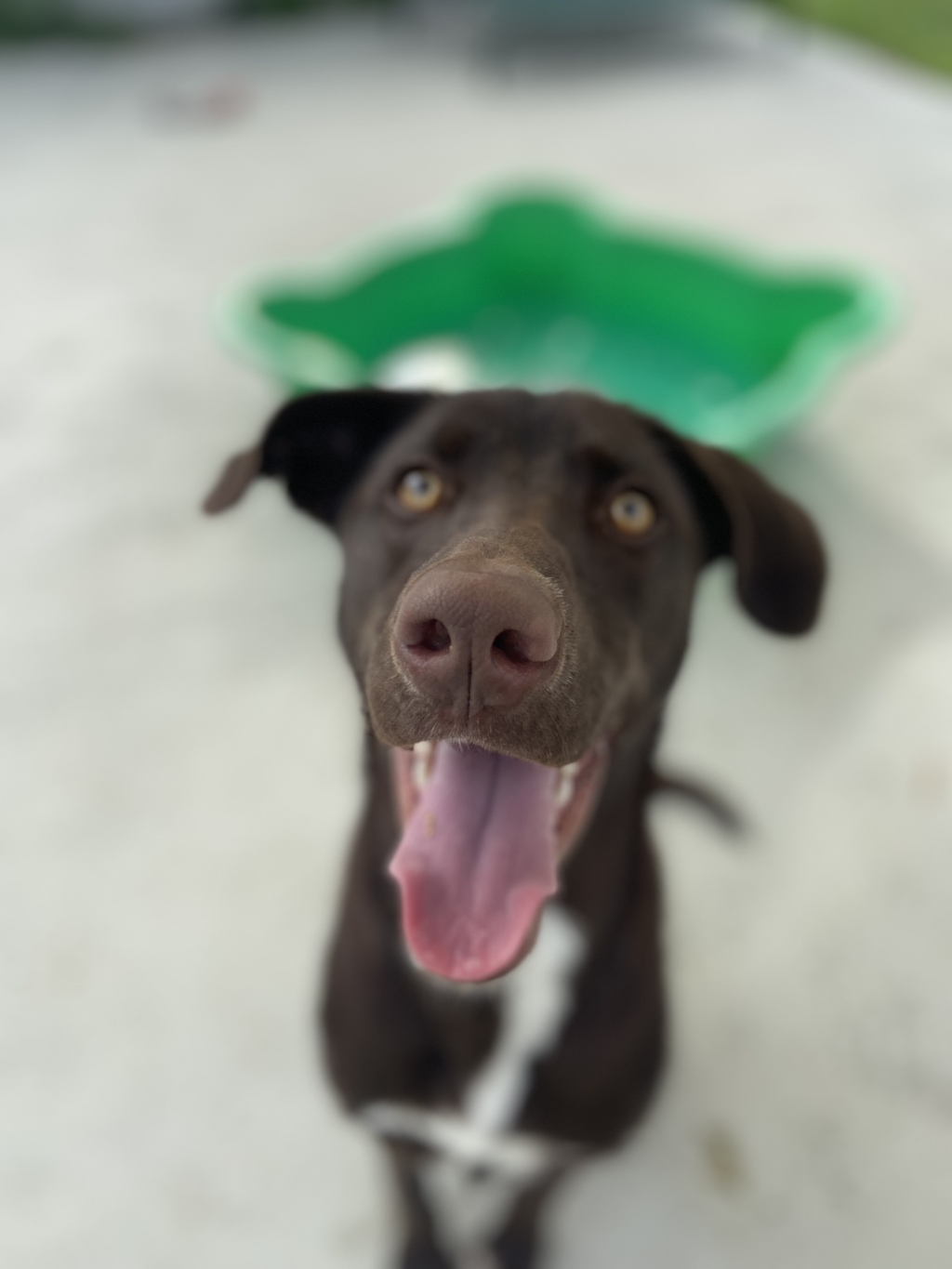 Piper - Large Female Siberian Husky x Pointer Mix Mix Dog in VIC ...