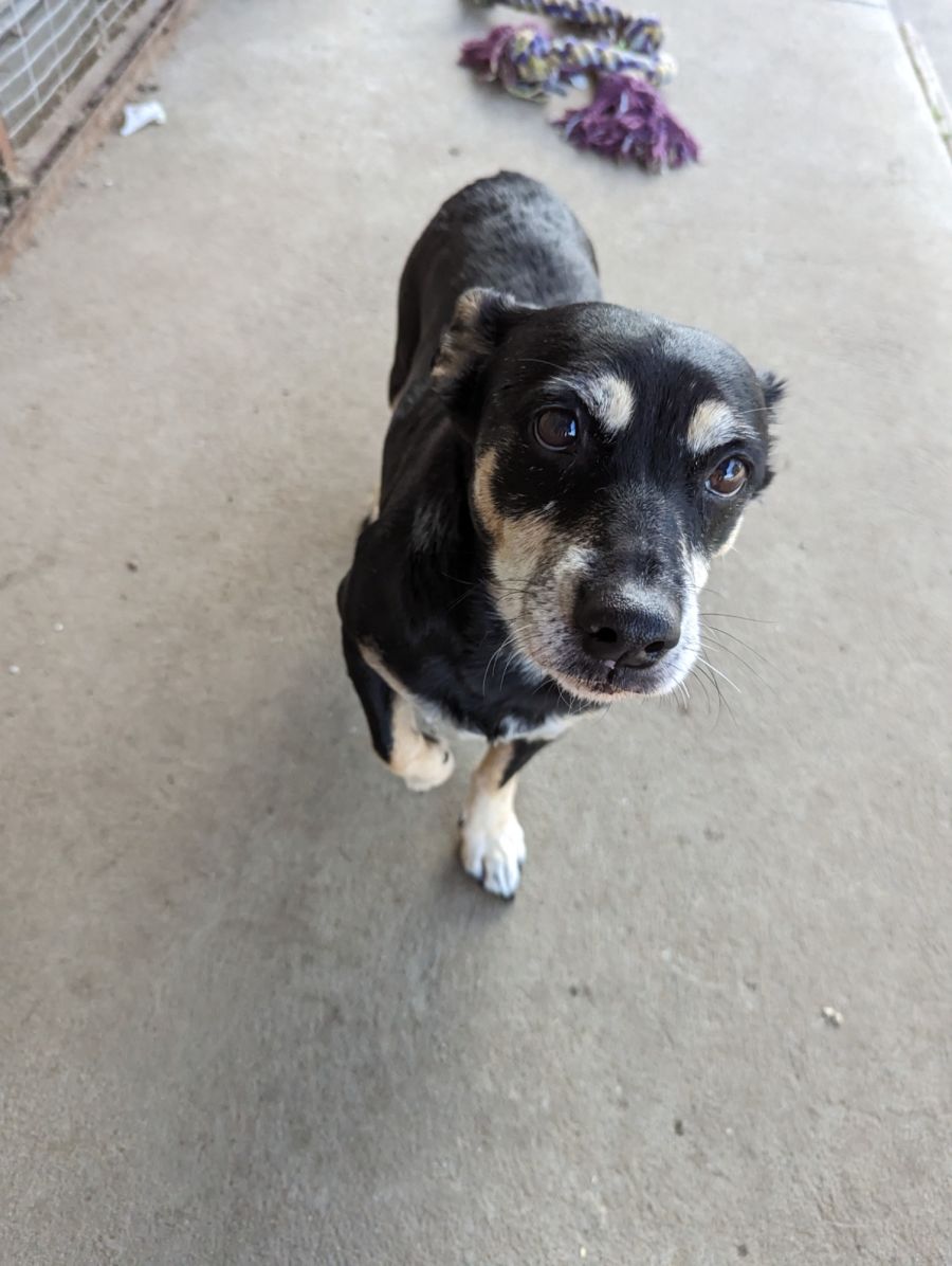 Lackie - Small Female Jack Russell Terrier x Dachshund x Staffy Mix Dog ...