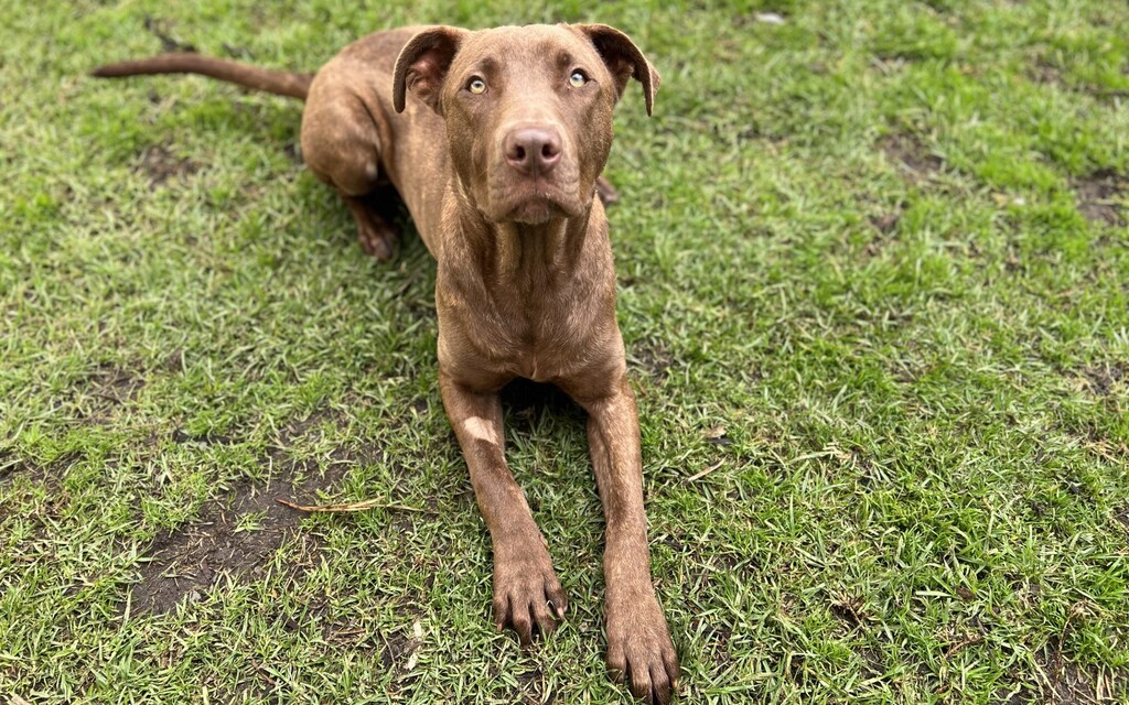 Quincey - Large Male American Staffy Mix Dog in VIC - PetRescue
