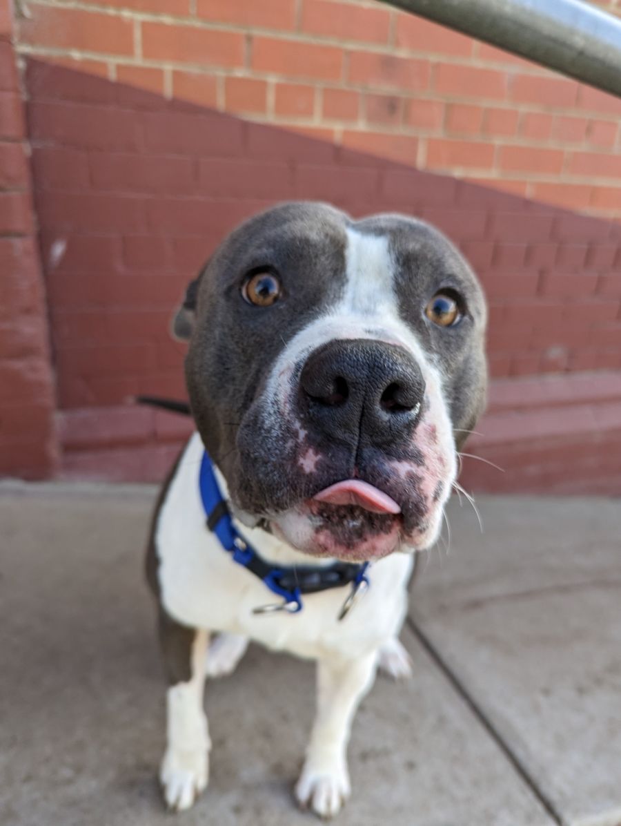 Bluey - Large Male American Staffordshire Terrier Dog in VIC - PetRescue