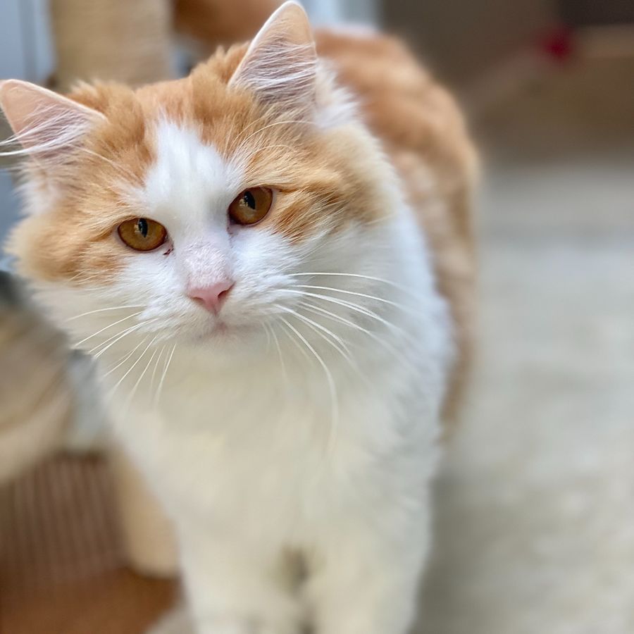 Apricot - Female Domestic Medium Hair Cat in VIC - PetRescue