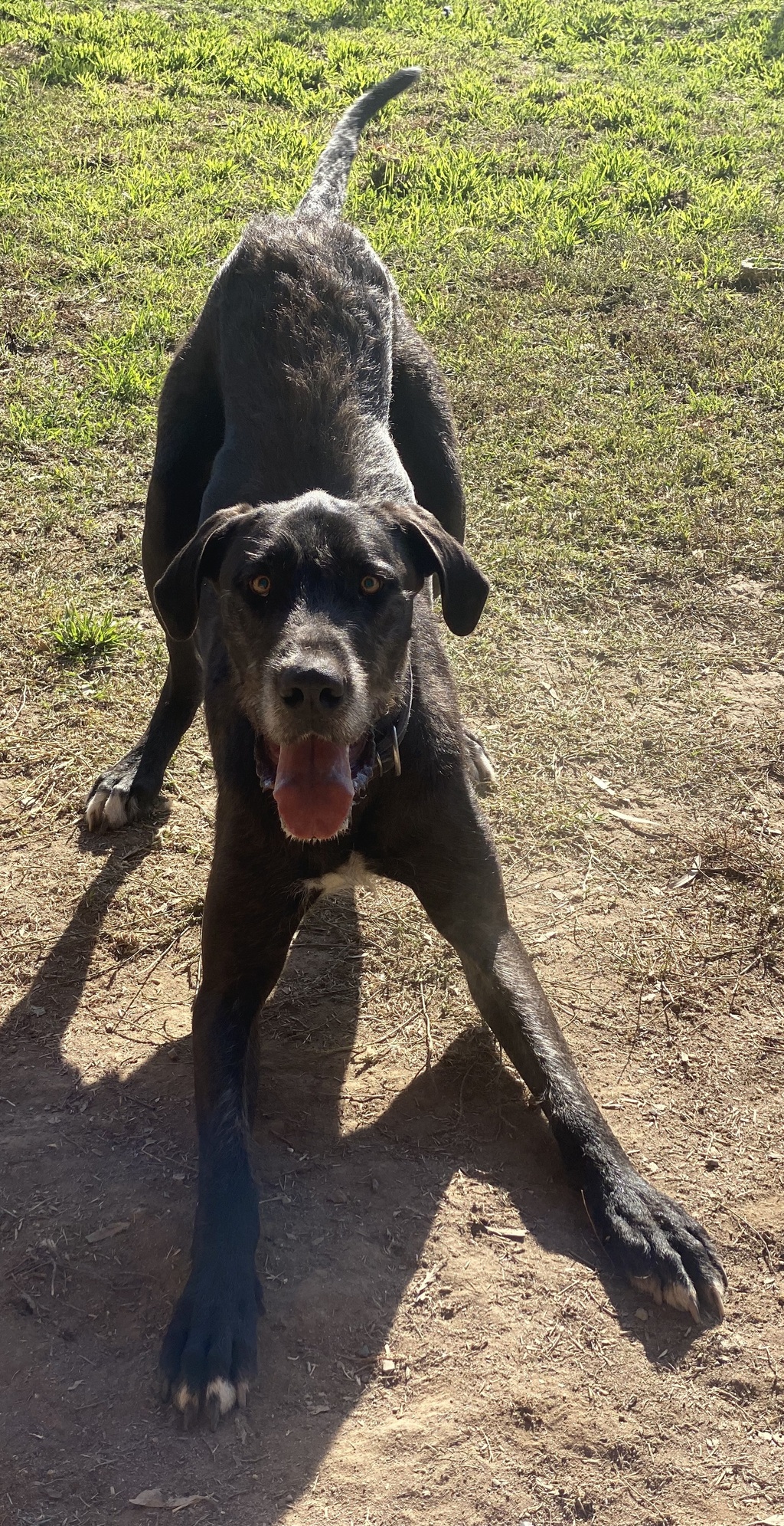 Clifford - Large Male Great Dane Mix Dog in VIC - PetRescue