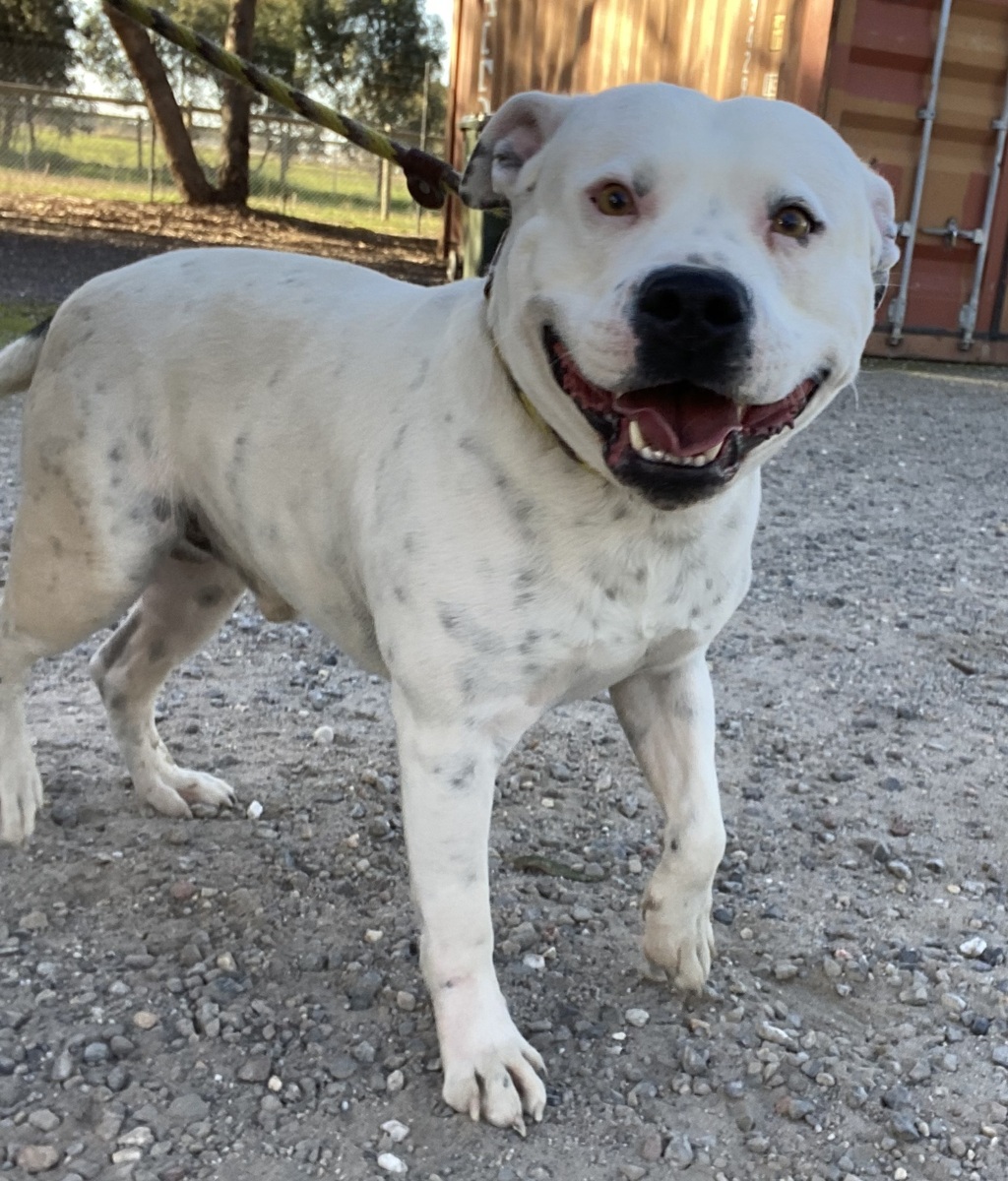 Rocco - Medium Male American Bulldog x Staffy Mix Dog in VIC - PetRescue