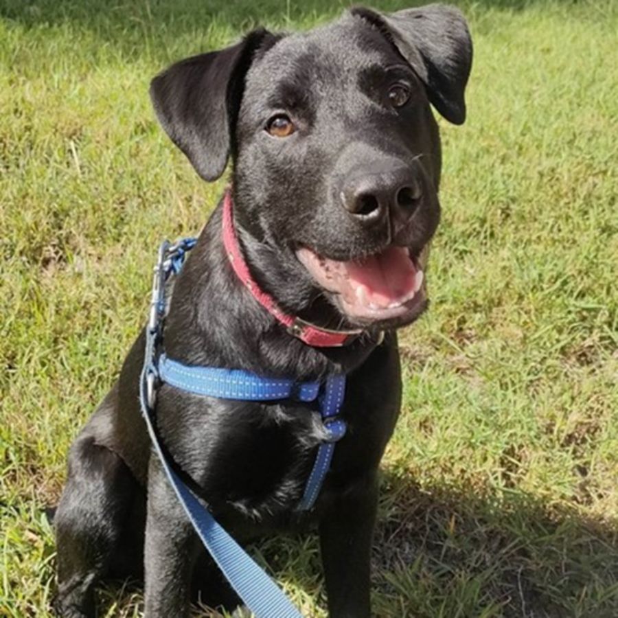 Frank - Medium Male Labrador Mix Dog in QLD - PetRescue
