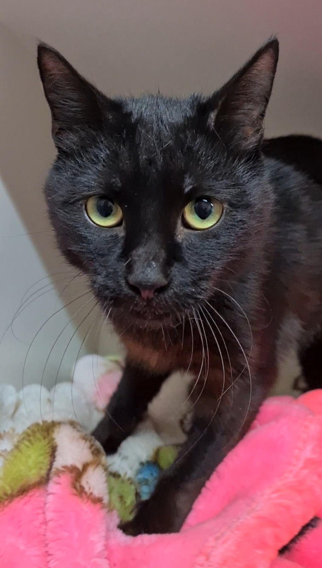 Neville - Male Dsh Mix Cat in WA - PetRescue