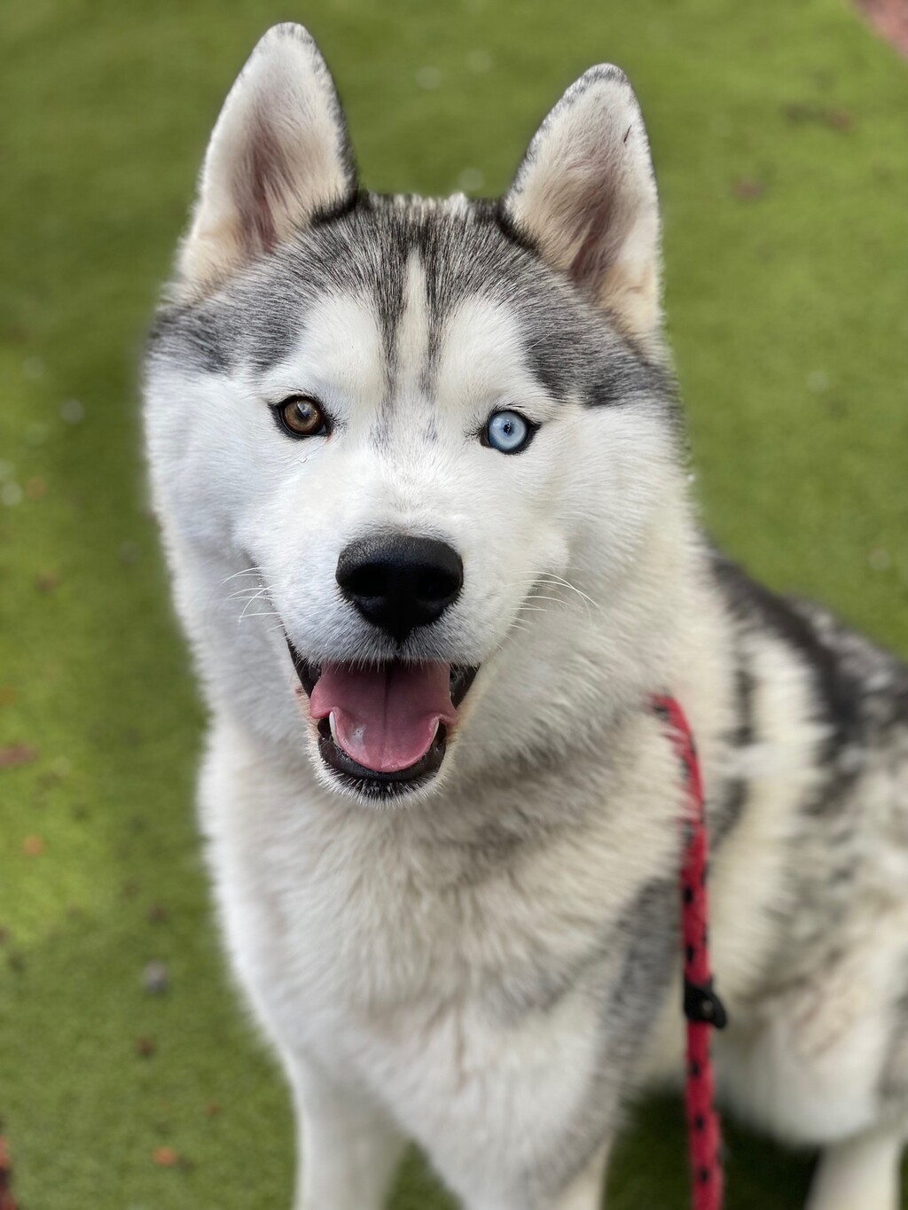 Ricky - Large Male Siberian Husky Dog in VIC - PetRescue