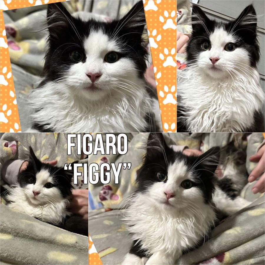 Figaro Meet me at Petstock Keysborough - Male Domestic Medium Hair Cat ...