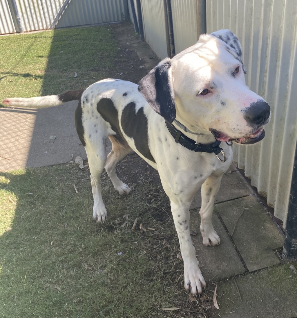 Beau - Large Male Bull Arab x Great Dane Mix Dog in QLD - PetRescue