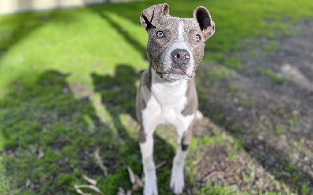 Angel - Large Female Staffy Mix Dog in VIC - PetRescue