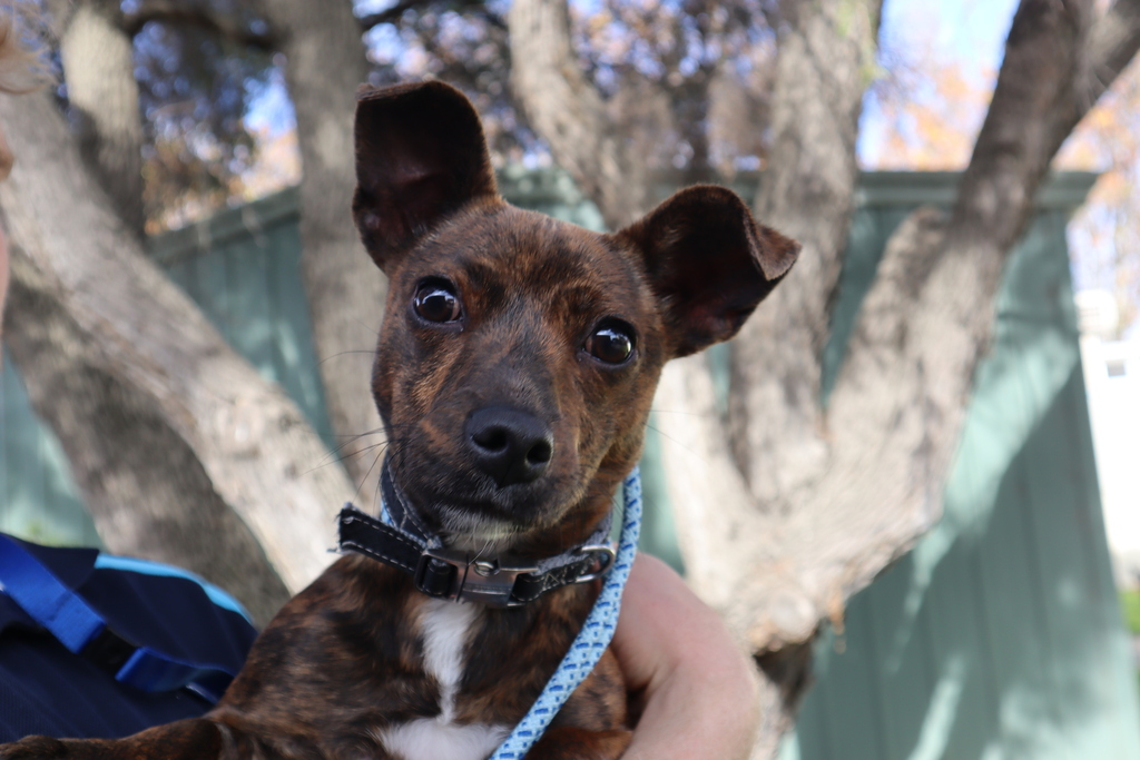 Fidget - Small Female Jack Russell Terrier x Staffy Mix Dog in VIC ...