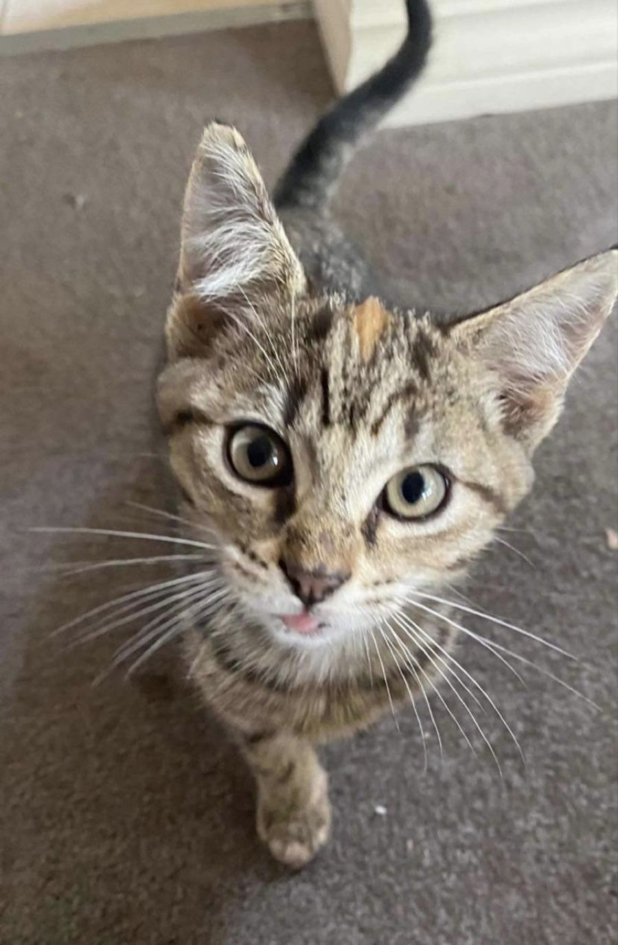 Auggie - Female Domestic Short Hair Cat in VIC - PetRescue