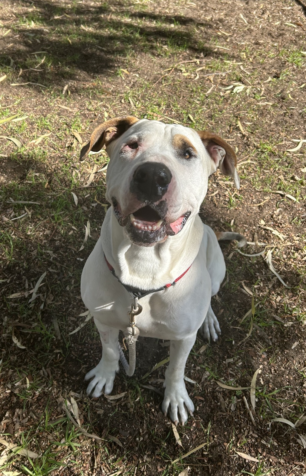 Pugsley - Large Male American Bulldog Mix Dog in WA - PetRescue