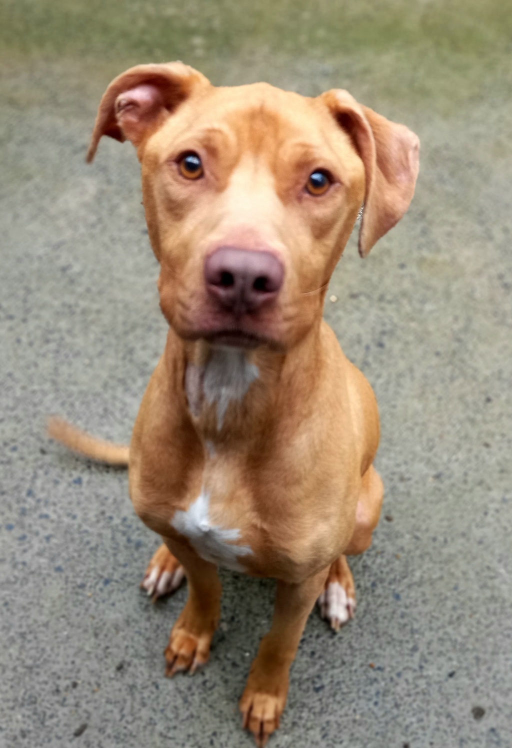 Cruze - Medium Male American Staffordshire Terrier Mix Dog in VIC ...