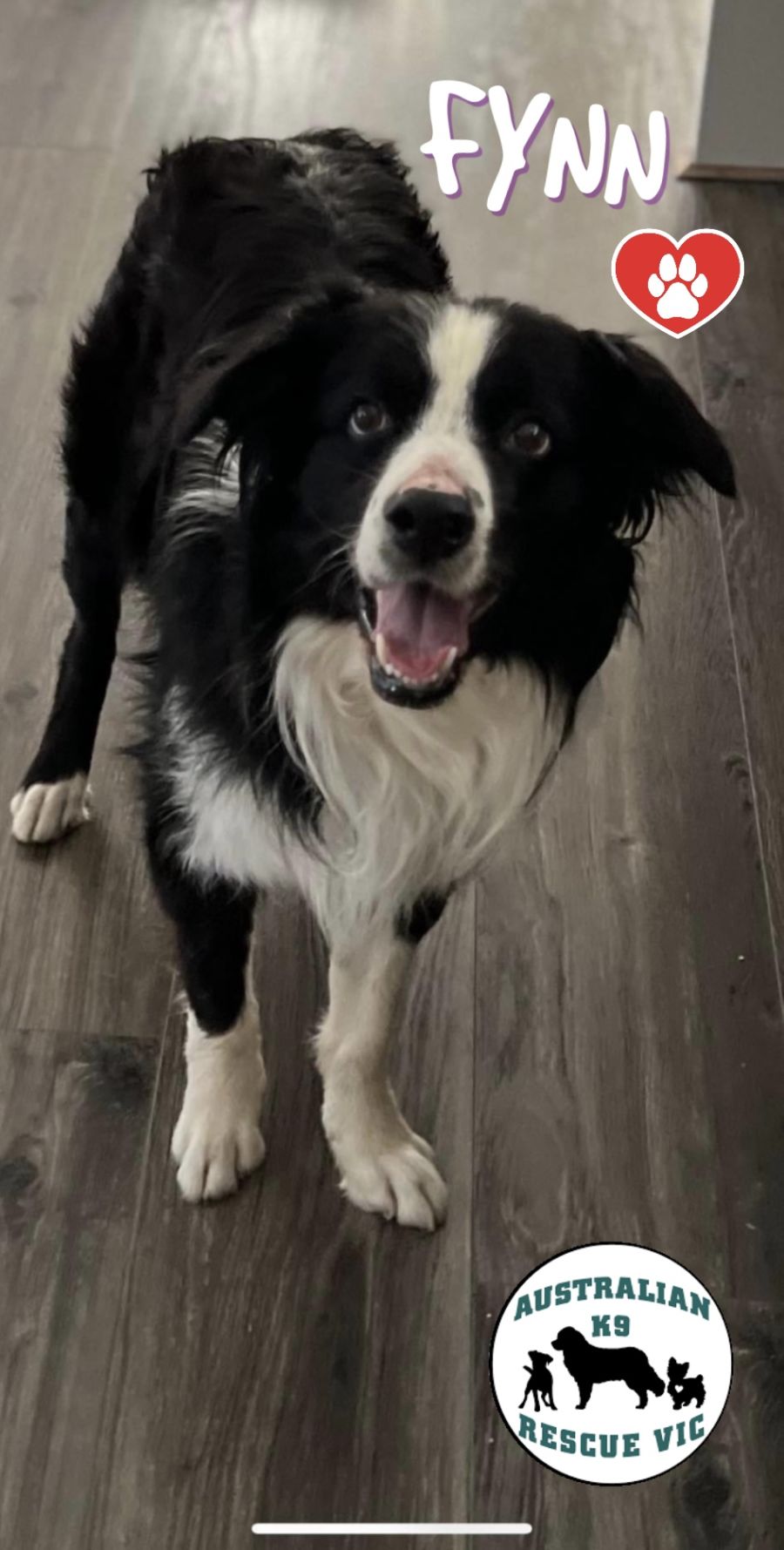 Fynn - Medium Male Border Collie Dog in VIC - PetRescue