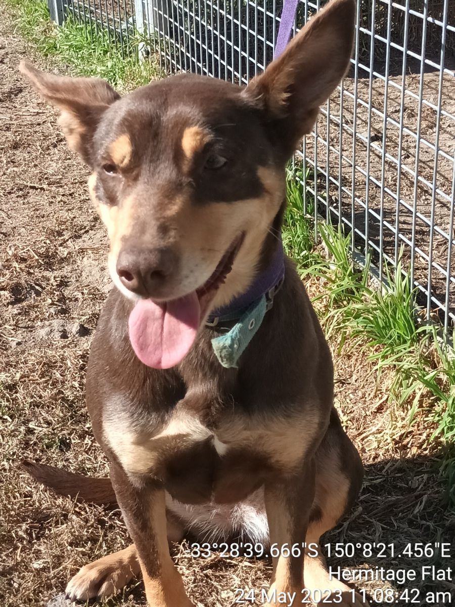 Kippa - Large Female Kelpie Dog in NSW - PetRescue