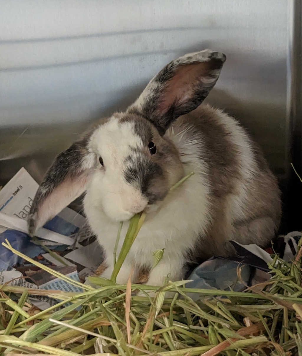 Boggle - Male Jersey Wooly Mix Rabbit in WA - PetRescue