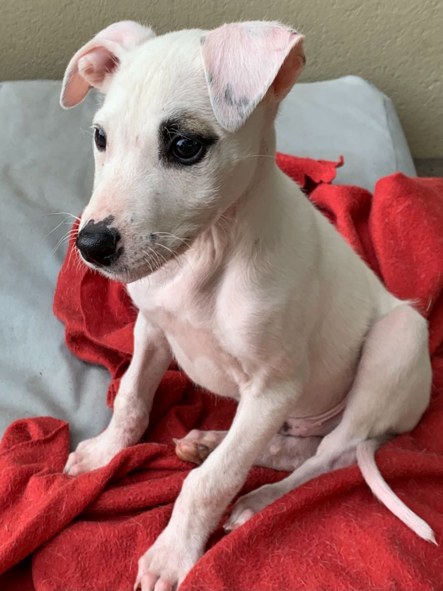 Nigel - Large Male Greyhound x Jack Russell Terrier x Staghound Mix Dog ...