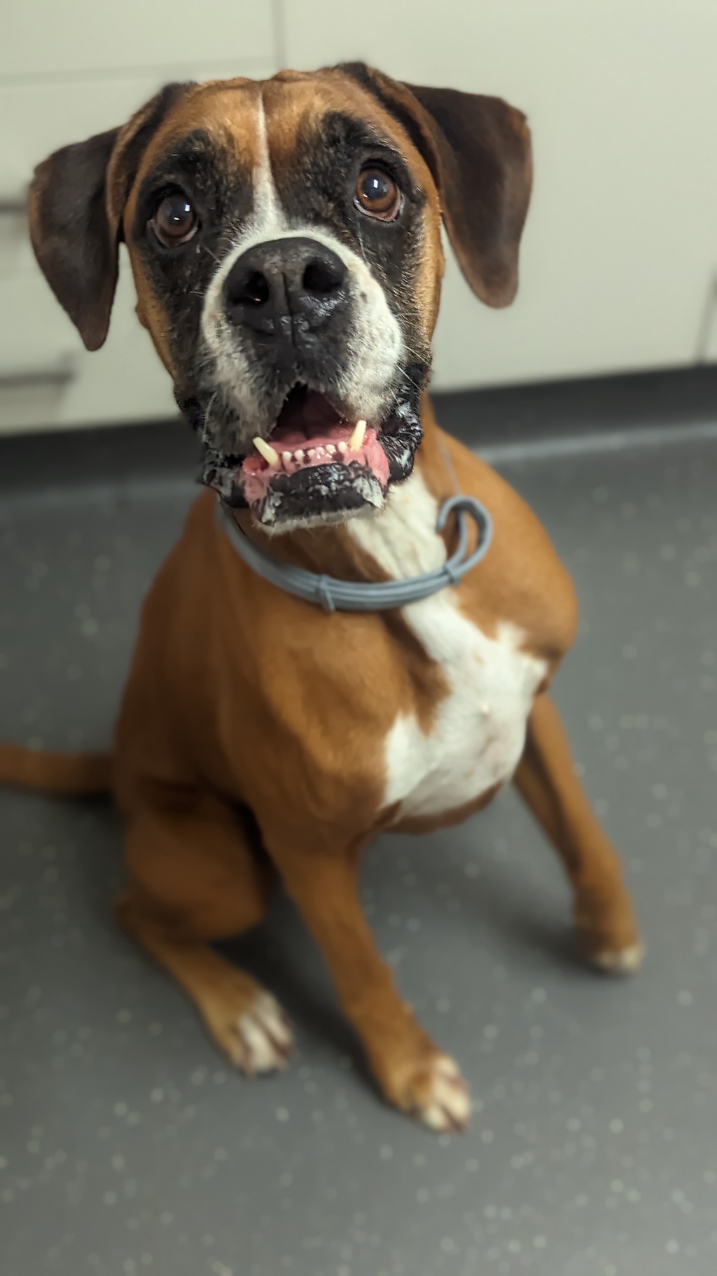 Mumma - Large Female Boxer Mix Dog in QLD - PetRescue