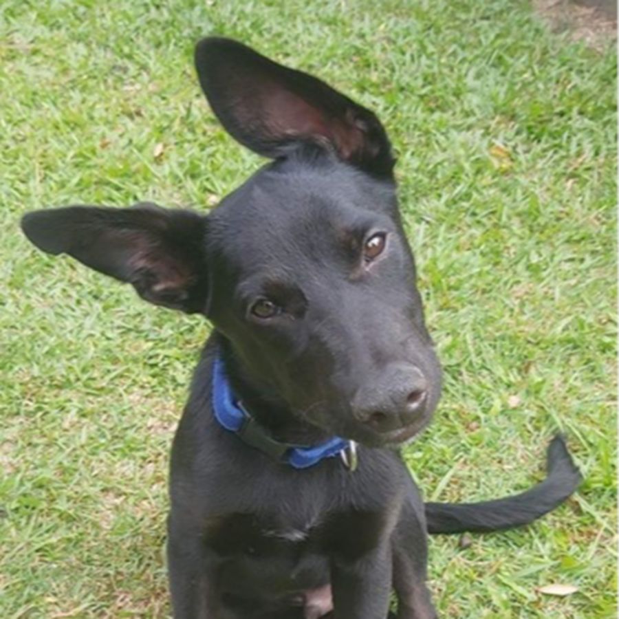 Guzman - Medium Male Kelpie Dog in QLD - PetRescue