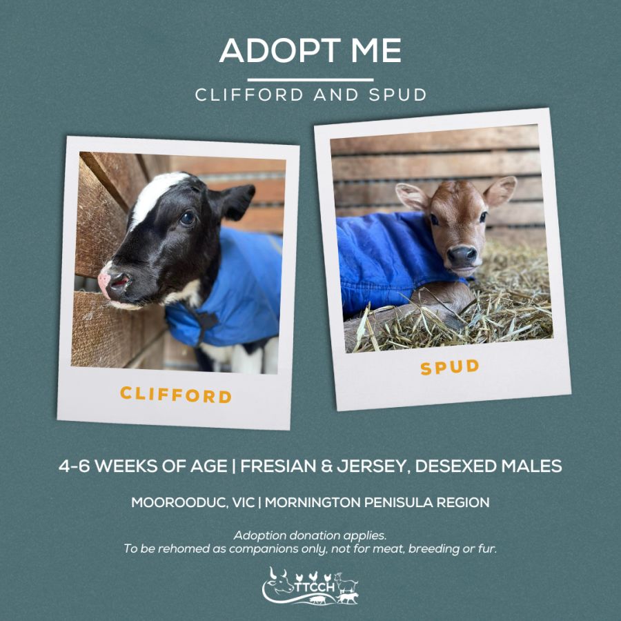 Clifford and Spud - Male Cow in VIC - PetRescue