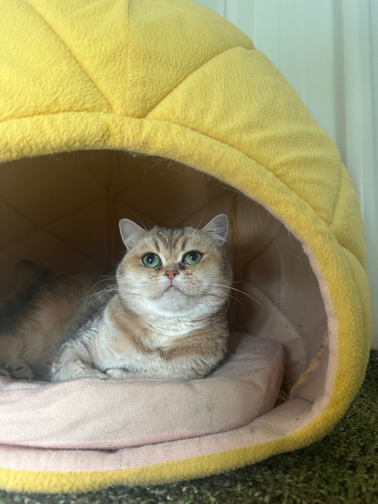 Saffron - Female British Shorthair Cat in TAS - PetRescue