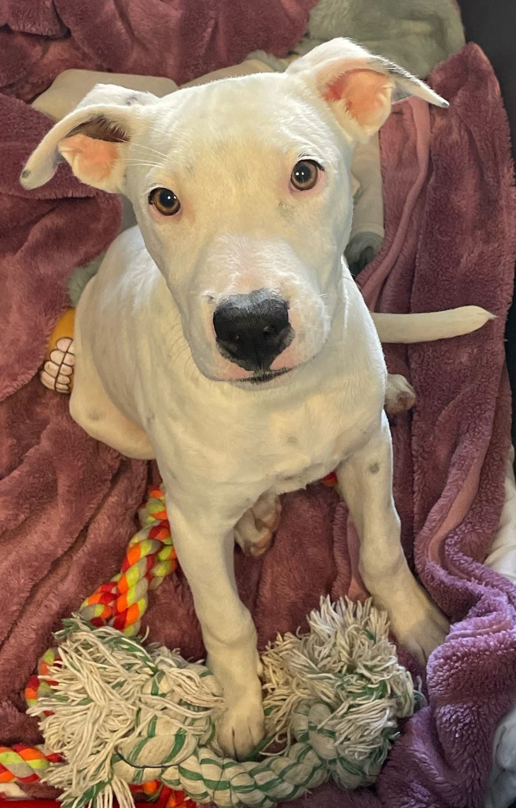 Ozzy - Medium Male Bull Terrier x English Staffordshire Bull Terrier ...