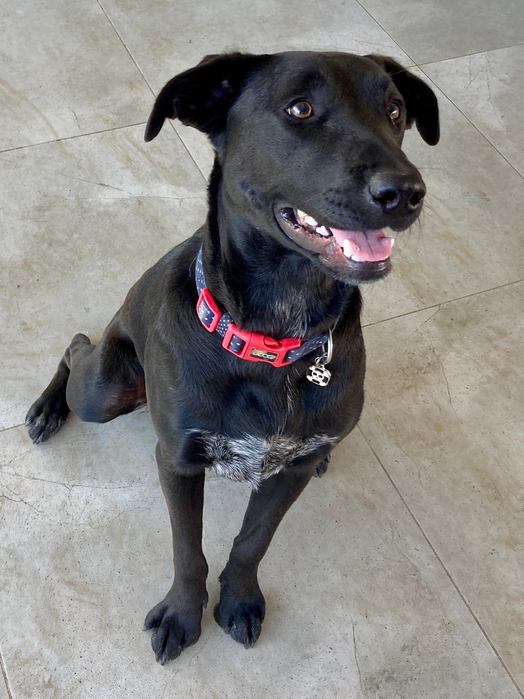 Sabre - Medium Male Kelpie x Labrador Mix Dog in NSW - PetRescue