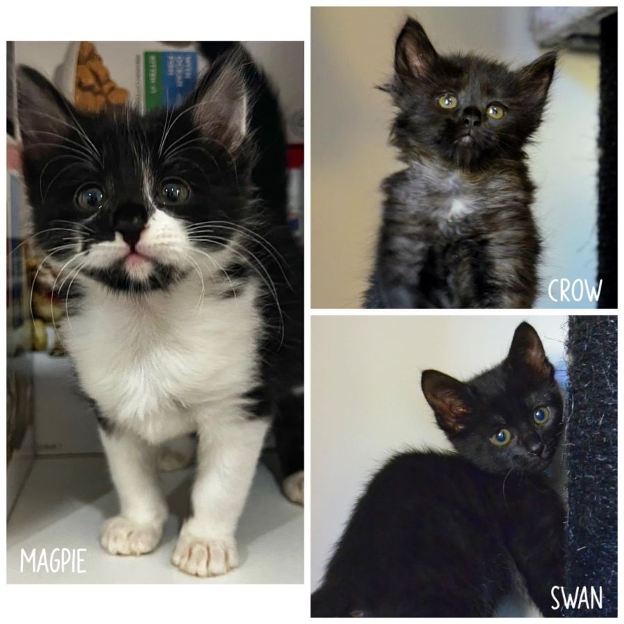 9253/4/5 - Magpie, Crow & Swan - Male Domestic Short Hair Cat in WA ...