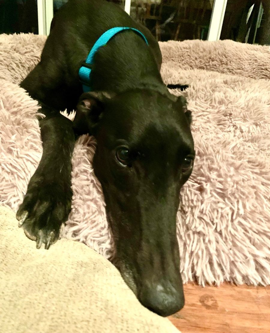 Finn - Large Male Greyhound Dog in NSW - PetRescue
