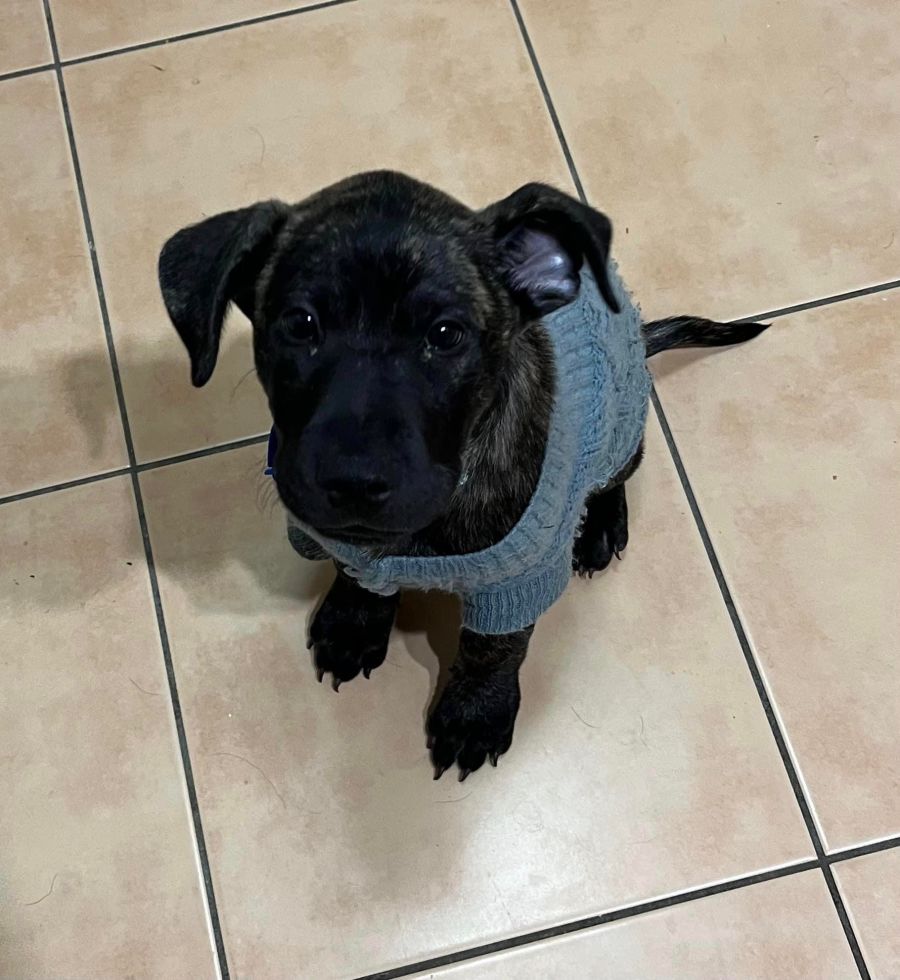 Texas - Large Male Bull Arab x Labrador Mix Dog in QLD - PetRescue