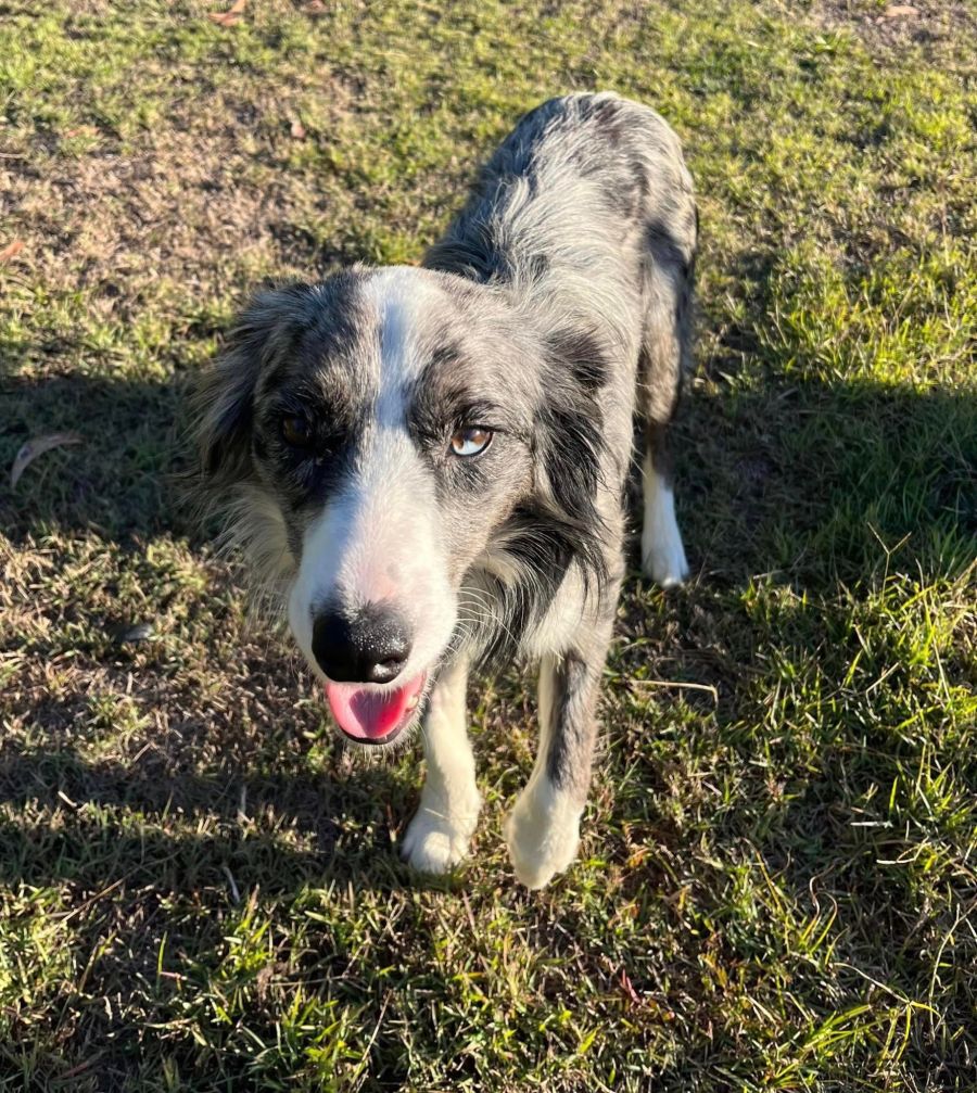 Mottley - Large Male Border Collie Dog in QLD - PetRescue
