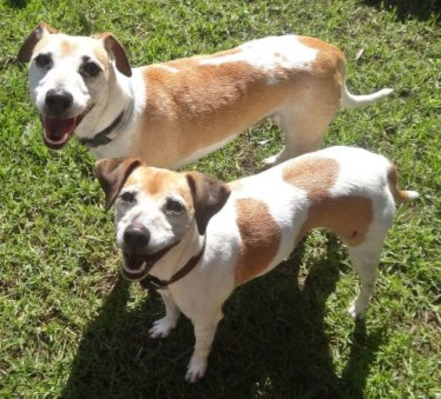 Jack Russell Rescue - PetRescue
