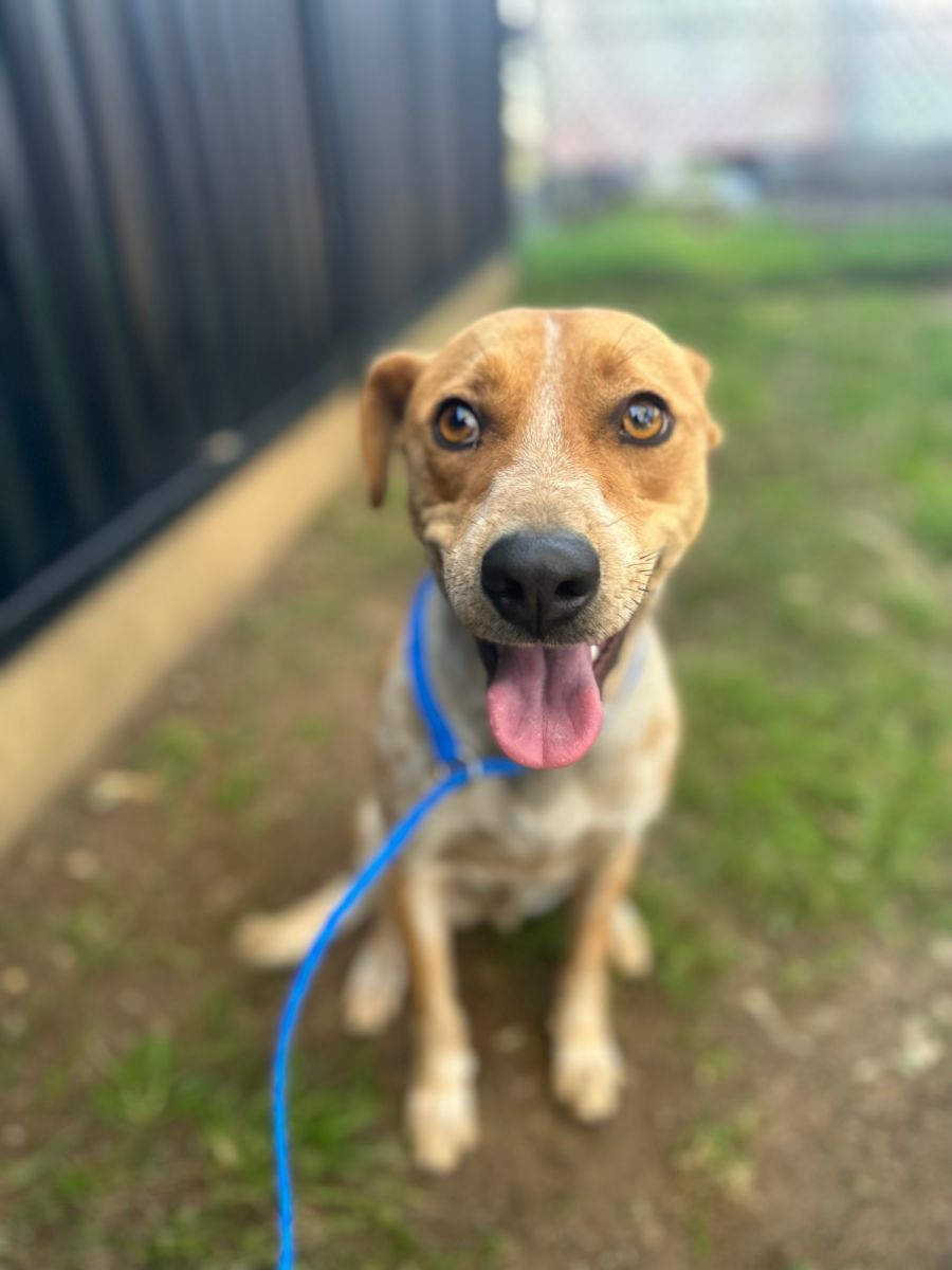 River - Small Male Jack Russell Terrier x Australian Cattle Dog Mix Dog ...