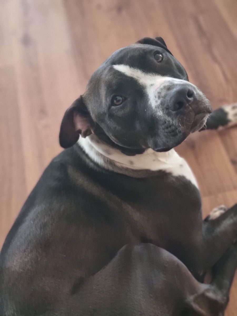 Maverick - Medium Male Mixed Breed Dog in VIC - PetRescue